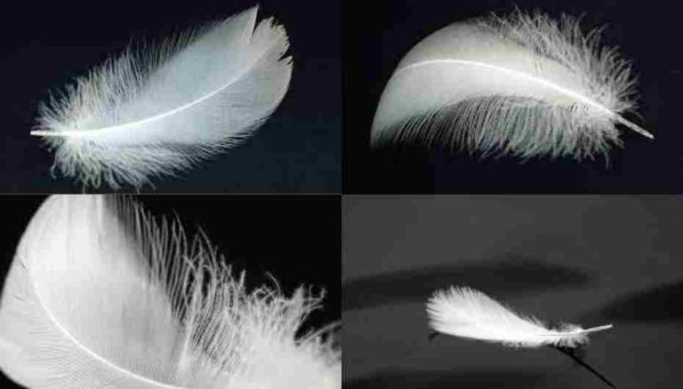 Symbolism and Meanings Behind Swan Feathers