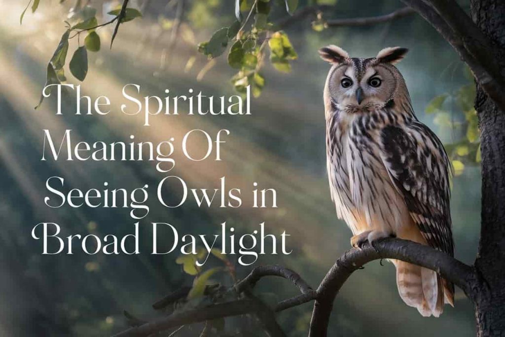 The Spiritual Meaning of Seeing Owls in Broad Daylight