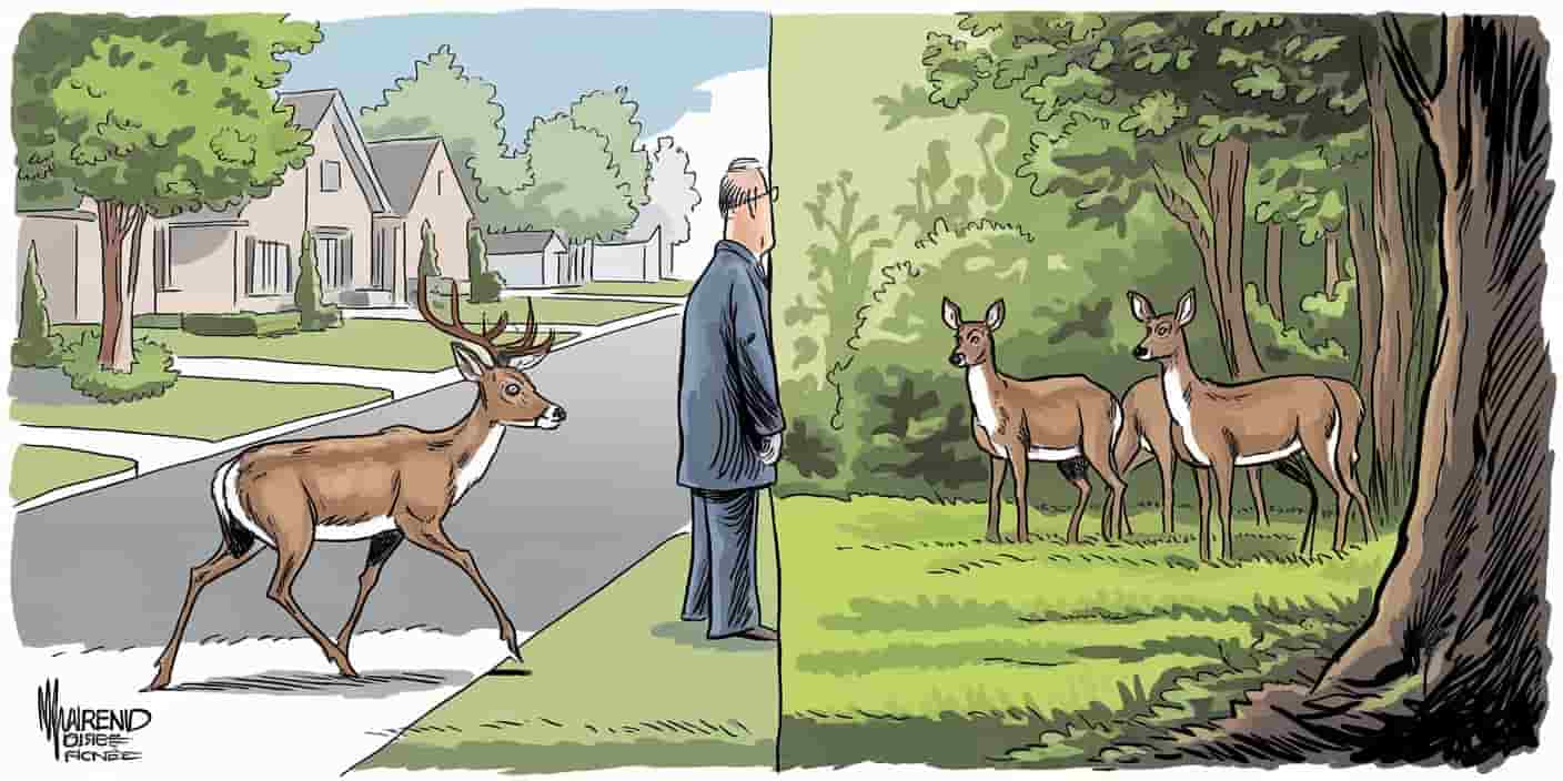 Deer Spiritual Meaning and Symbolism: Messages, Interpretations