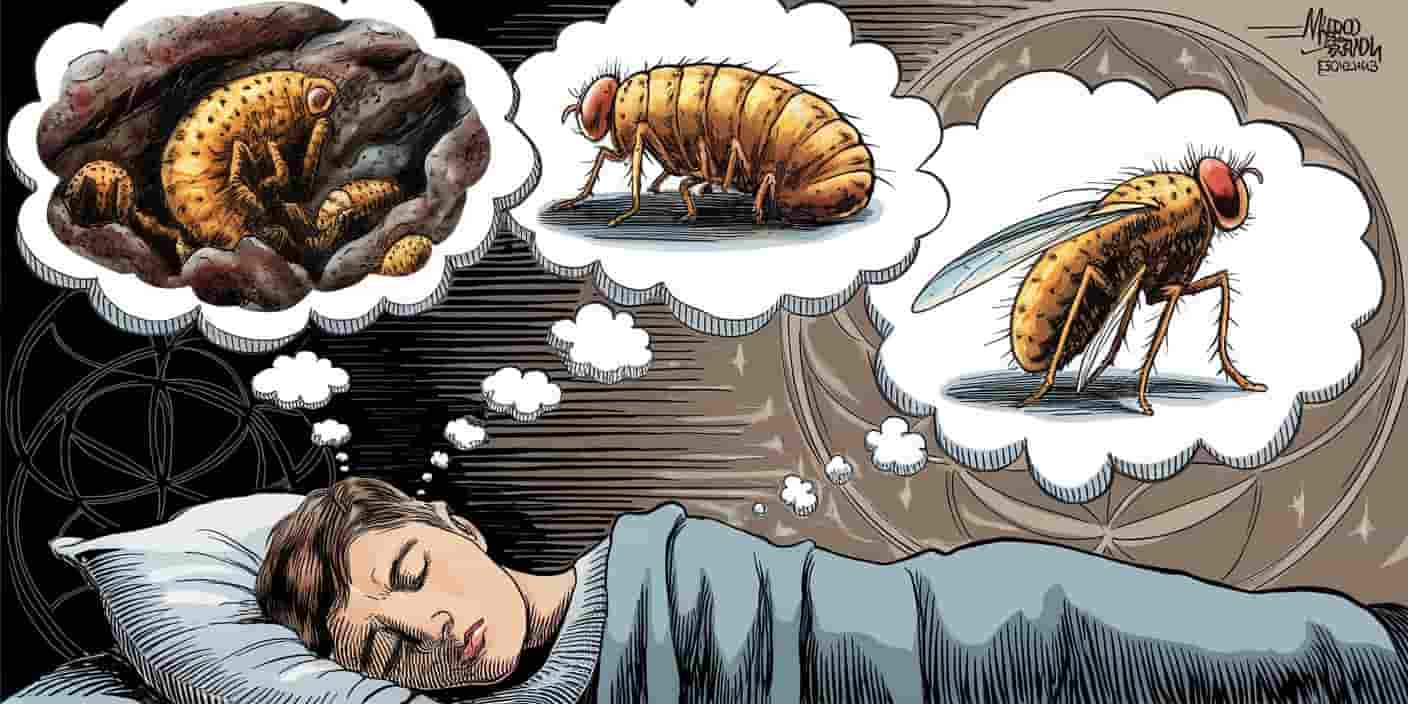 Spiritual Meaning and Symbolism of Maggots: Lessons and Messages