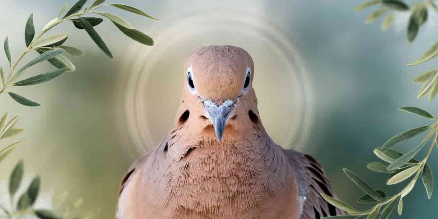 Mourning Dove Spiritual Meaning and Symbolism: Messages and Lessons