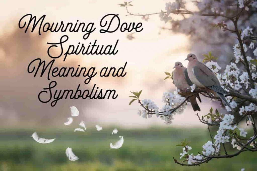 Mourning Dove Spiritual Meaning and Symbolism: Messages and Lessons