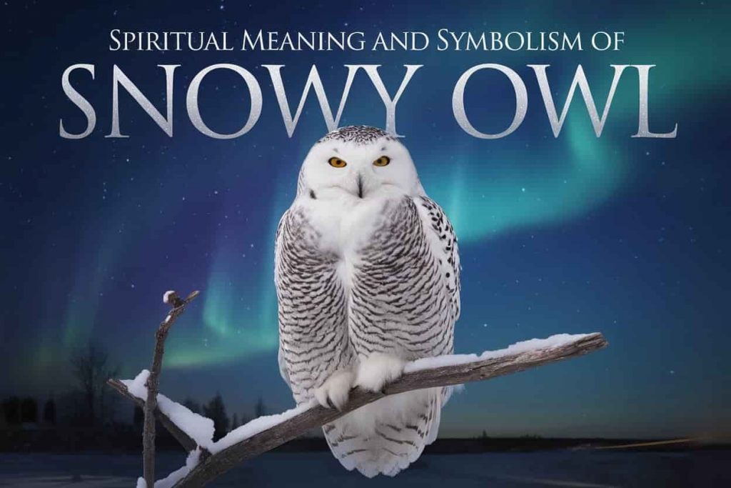 Spiritual Meaning and Symbolism of Snowy Owl