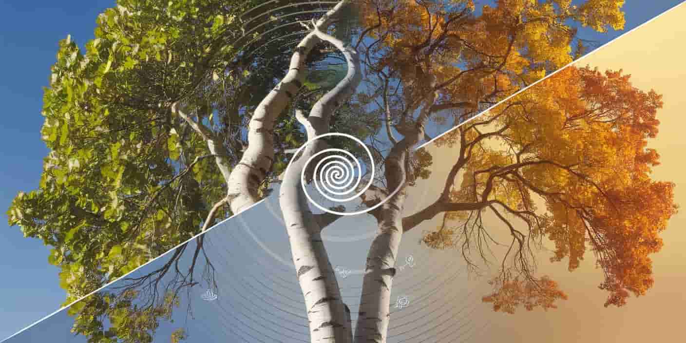 Aspen Tree Spiritual Meaning and Symbolism: Messages, Healing Properties