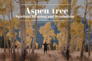 Aspen Tree Spiritual Meaning and Symbolism: Messages, Healing Properties