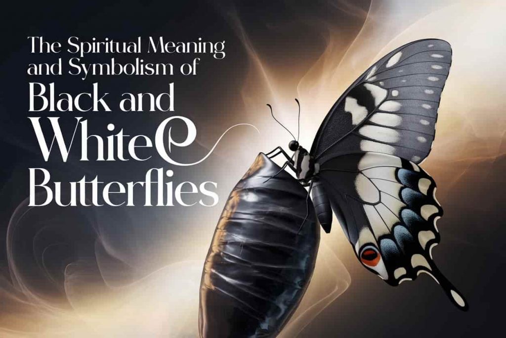 The Spiritual Meaning and Symbolism of Black and White Butterflies